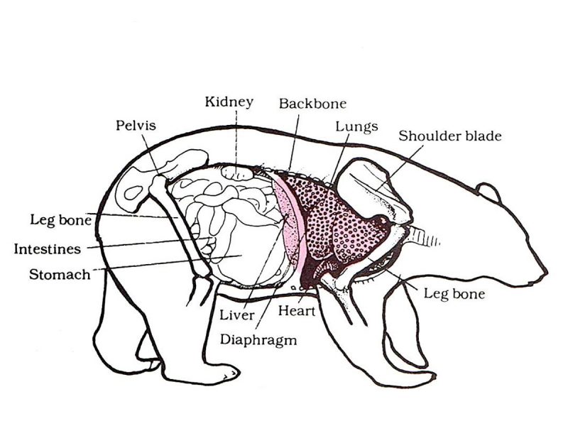 Blood Trailing Big Game – Traditional Bowhunter Magazine