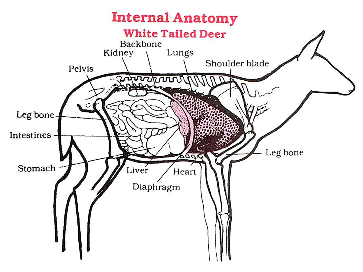 Blood Trailing Big Game – Traditional Bowhunter Magazine