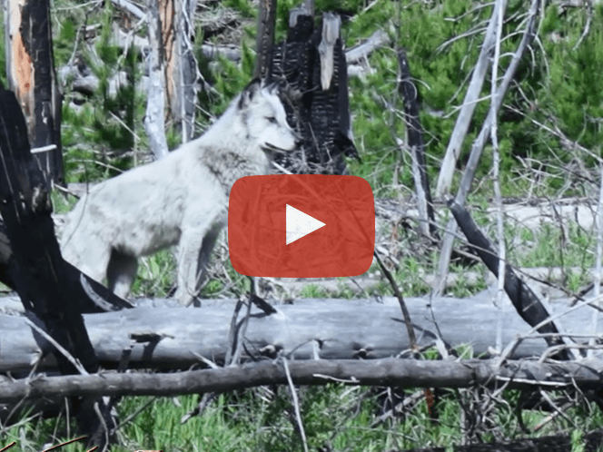 Awesome Footage of a Grey Wolf Hunting a Deer – Traditional Bowhunter ...