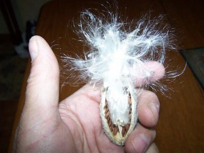 Milkweed Wind Indicator – Traditional Bowhunter Magazine