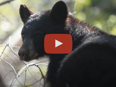 Black Bear Tracking – Traditional Bowhunter Magazine