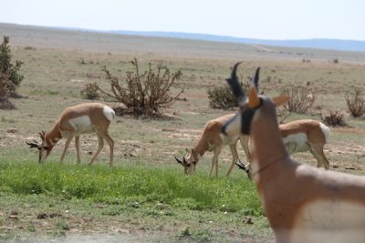 Antelope and a Decoy – Traditional Bowhunter Magazine